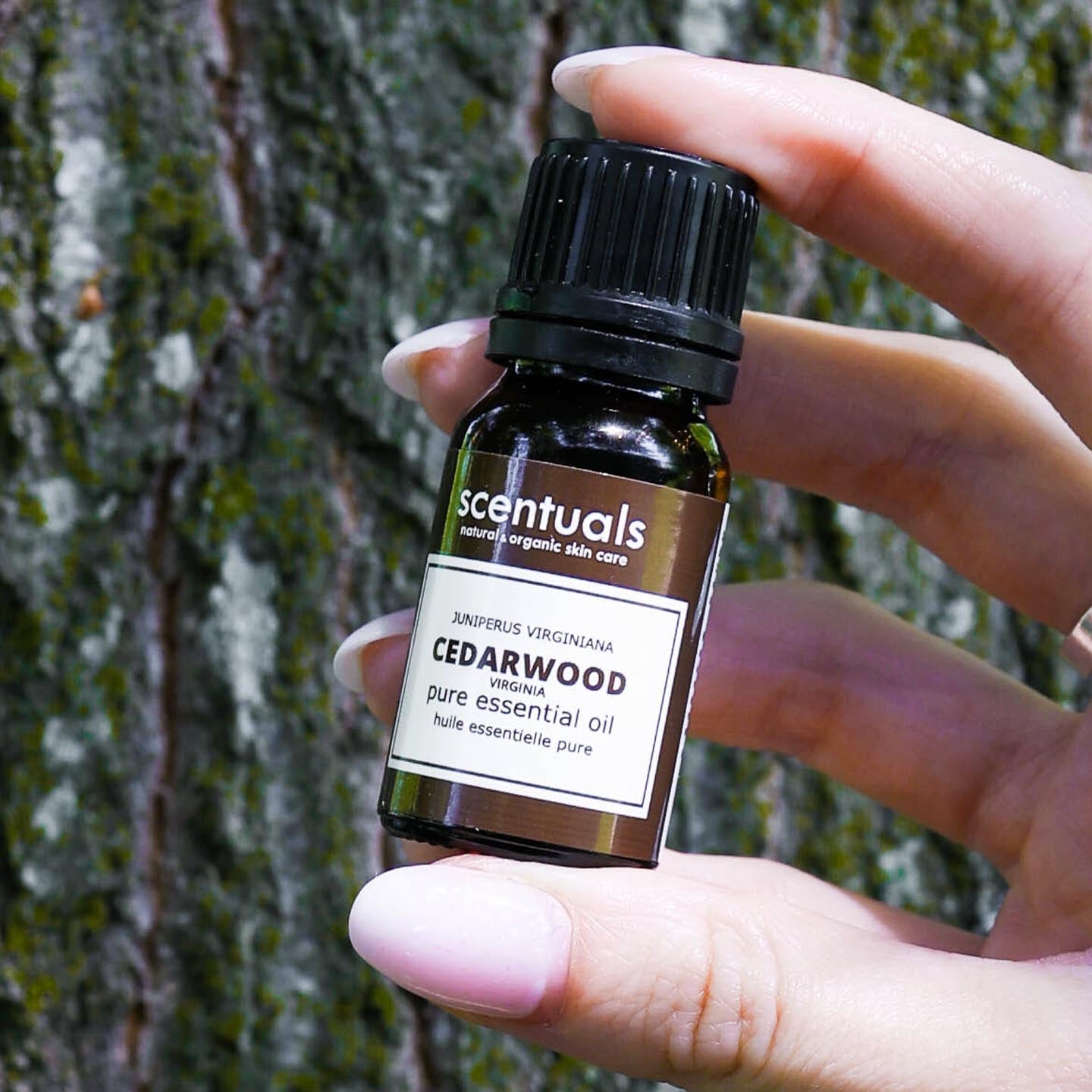 Cedarwood Essential Oil | Scentuals Natural & Organic Skin Care